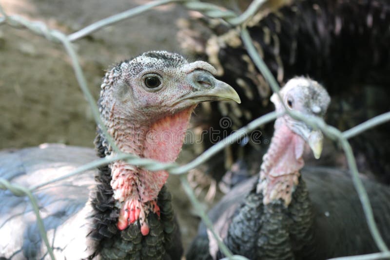 Turkeys are Outside the Fence Stock Photo - Image of wildlife, outside ...