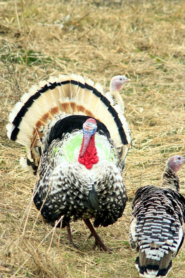 Turkeys in the poultry stock image. Image of village - 91416673