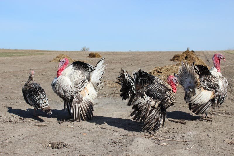 Turkeys Running in the Village Stock Photo - Image of village, beak ...