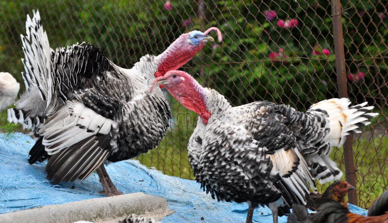 Turkeys in a rural yard stock image. Image of avian - 237687187