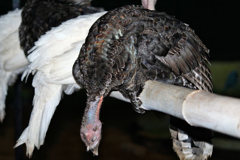 Turkeys Sleeping on a Bamboo Rail Stock Photo - Image of turkey, black ...