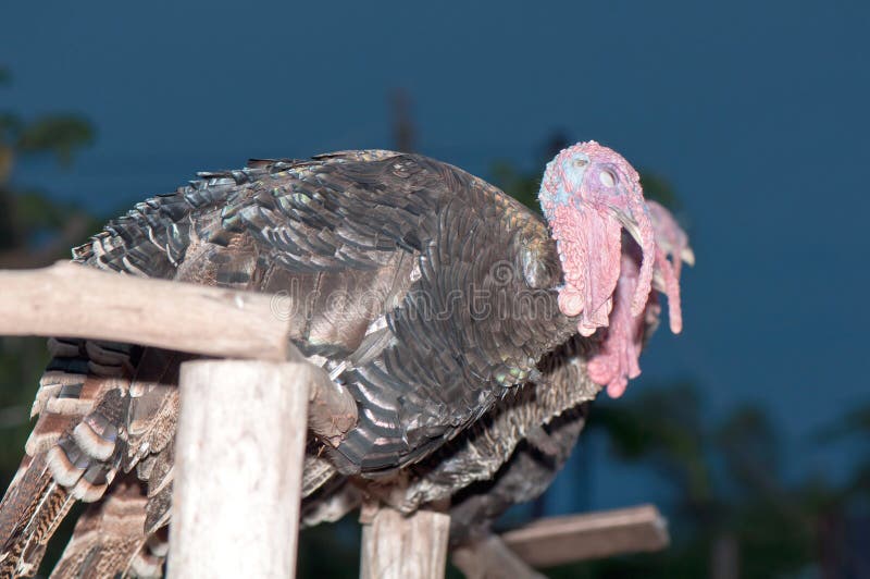 Turkeys Sleeping on Wood Rail Stock Image - Image of holiday, dinner ...