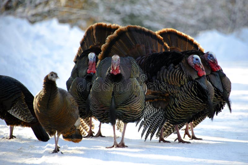 Turkeys in Snow stock image. Image of scenic, scene, snowy - 11670999