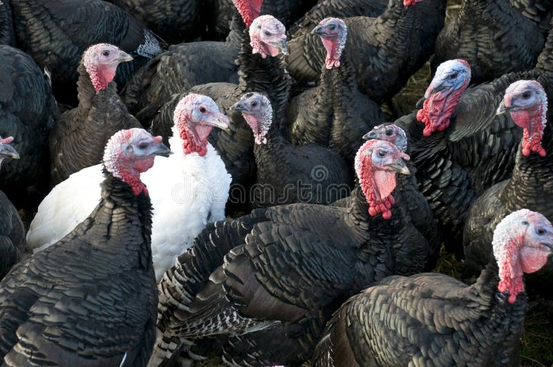 Turkeys Three stock image. Image of turkeys, birds, christmas - 6796919