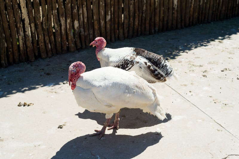 The Turkeys Walk Around the Farmyard. Stock Image - Image of body, male ...