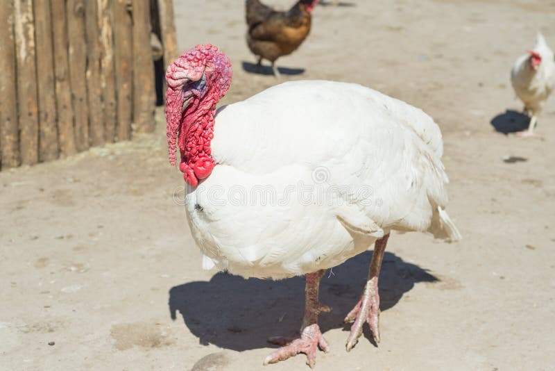 The Turkeys Walk Around the Farmyard. Stock Photo - Image of field ...
