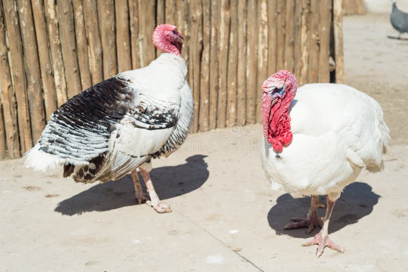 The Turkeys Walk Around the Farmyard. Stock Image - Image of ...
