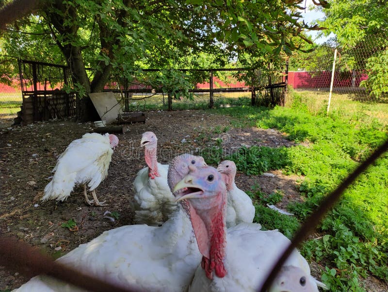 Turkeys Walk Around the Paddock, View from Behind Bars Stock Image ...