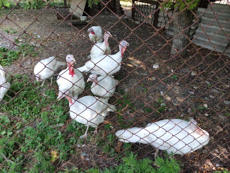 Turkeys Walk Around the Paddock, View from Behind Bars Stock Photo ...