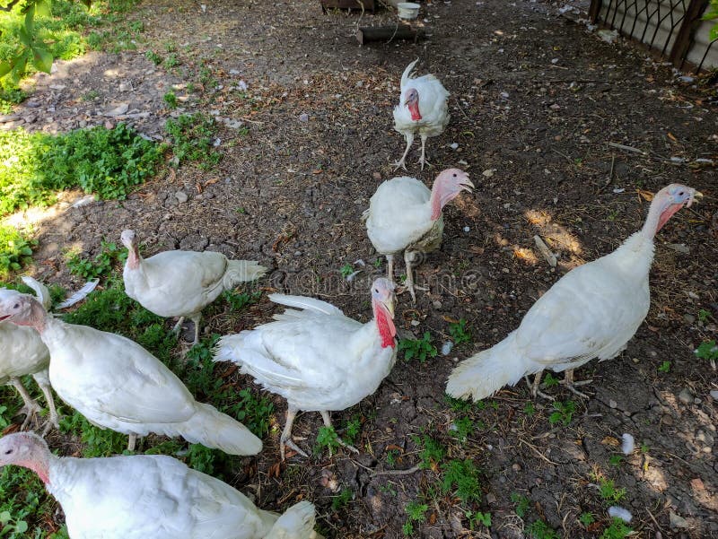 Turkeys Walk Around the Paddock, View from Behind Bars Stock Image ...
