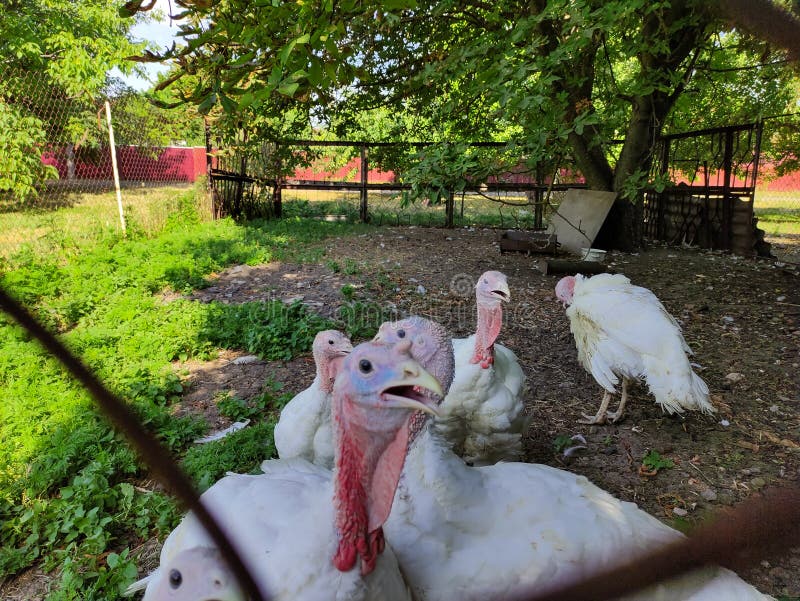 Turkeys Walk Around the Paddock, View from Behind Bars Stock Photo ...