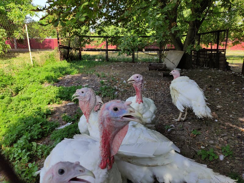 Turkeys Walk Around the Paddock, View from Behind Bars Stock Image ...