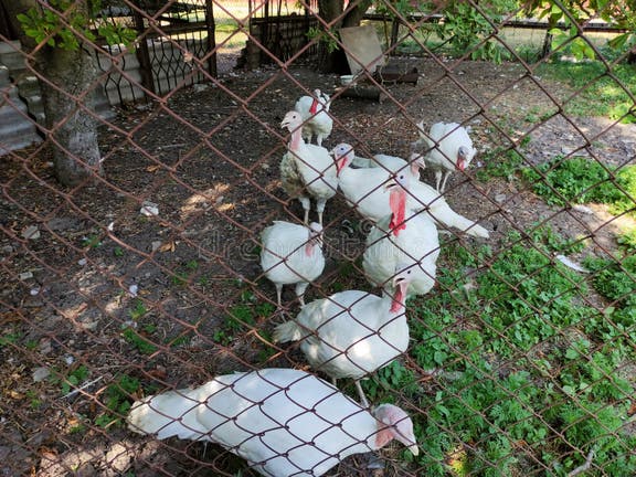 Turkeys Walk Around the Paddock, View from Behind Bars Stock Image ...