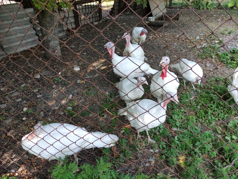 Turkeys Walk Around the Paddock, View from Behind Bars Stock Image ...