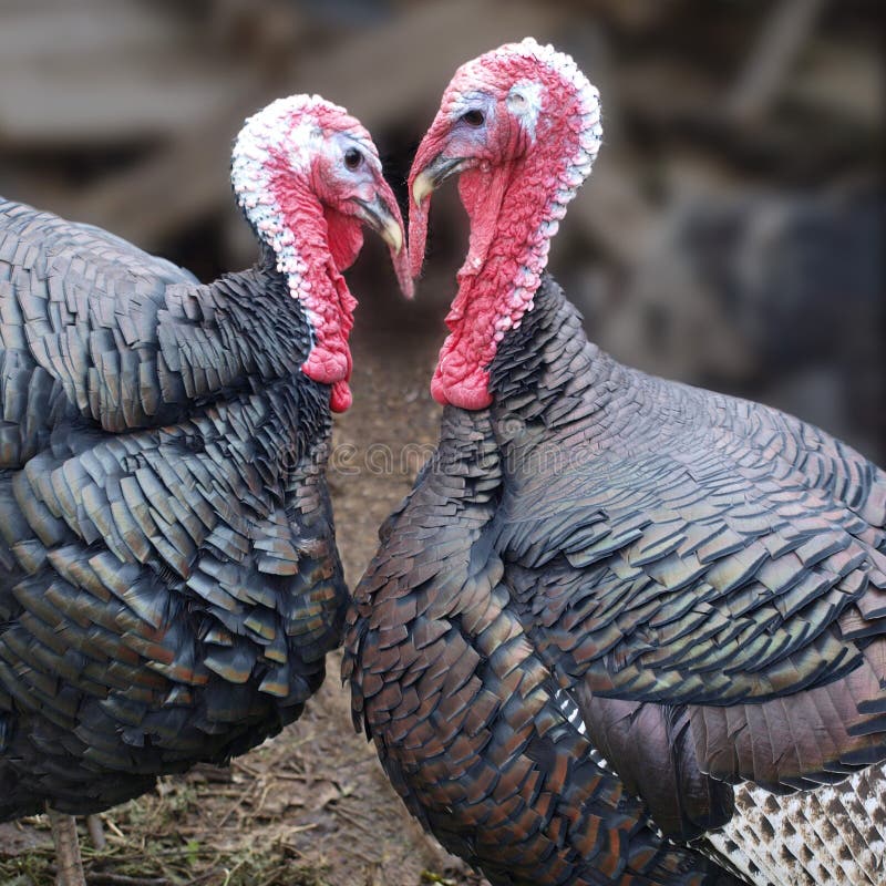 Turkiet fotografering för bildbyråer. Bild av miljö, elegantt - 27642549