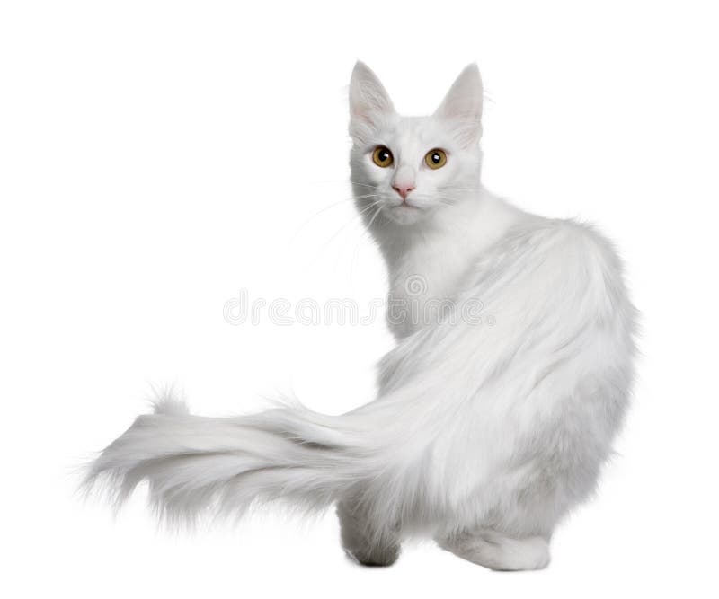 White angora cat stock image. Image of background, fluffy - 16259033