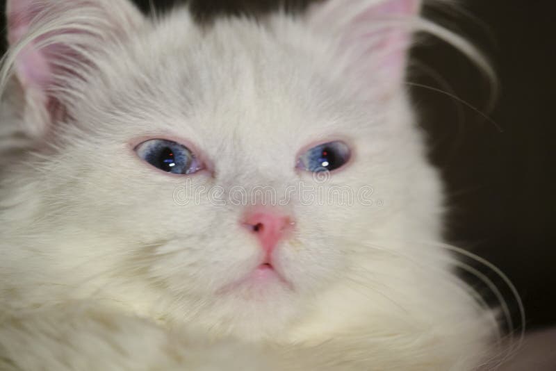 Turkish Angora with Blue Eyes, Close Up Stock Photo - Image of front ...