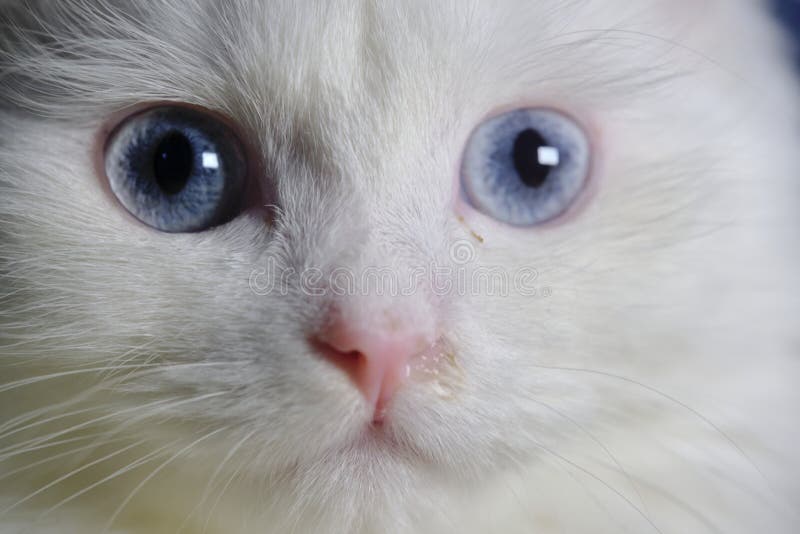 Turkish Angora with Blue Eyes Stock Image - Image of adorable, green ...