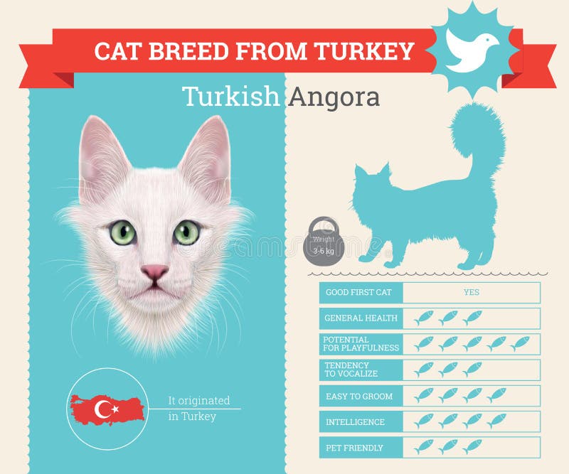 Turkish Angora Cat Breed Infographics Stock Illustration - Illustration ...