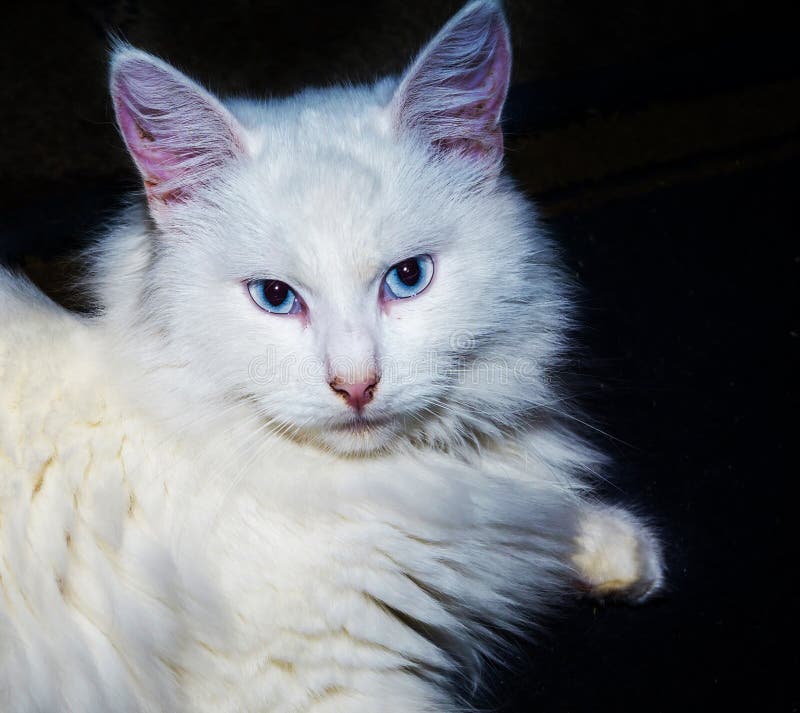 231 Turkish Angora Different Cat Eyes Stock Photos - Free & Royalty ...