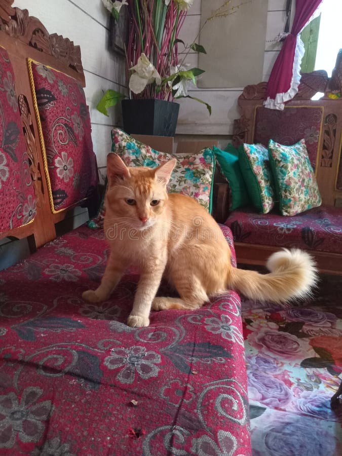 Turkish angora cats stock image. Image of domestic, cats - 341714199