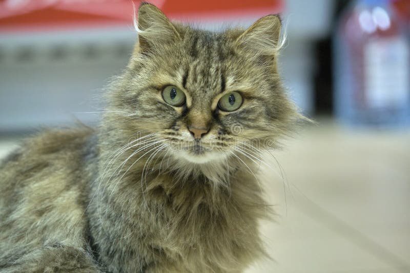 Turkish Angora Tortoise-colored Medium Plan Stock Photo - Image of ...