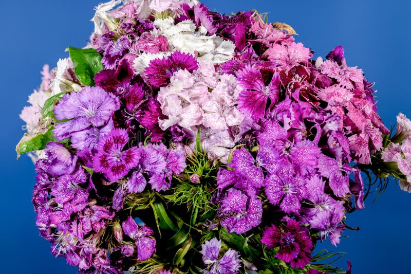 Turkish Carnation on a Blue Background Stock Photo - Image of carnation ...