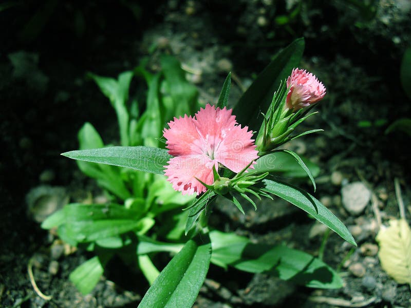 Turkish Carnation Red Flower Stock Image - Image of flower, closeup ...