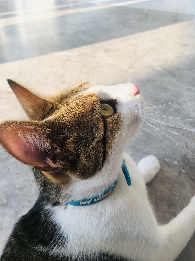 Turkish cat stock photo. Image of views, calm, tradition - 57563204