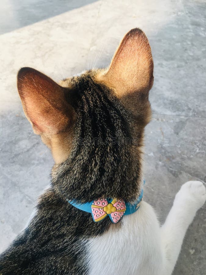 Turkish cat stock photo. Image of views, calm, tradition - 57563204