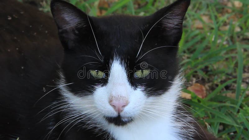 Turkish cat stock photo. Image of views, calm, tradition - 57563204