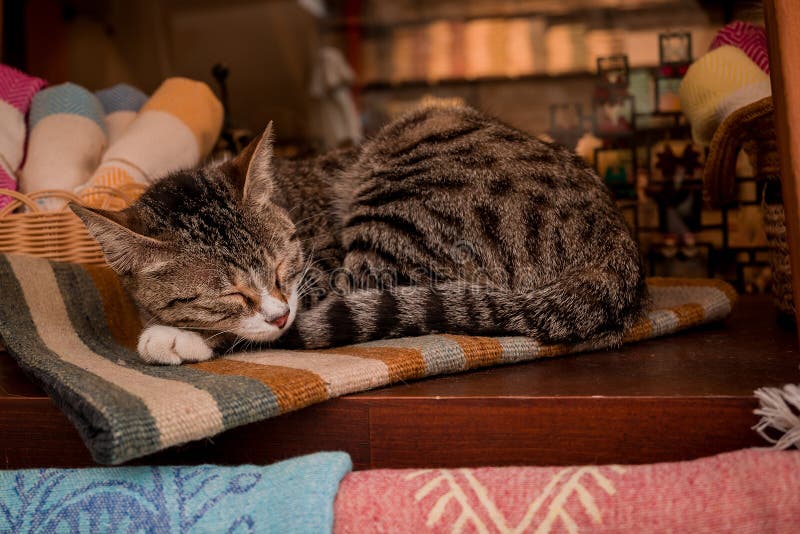 Turkish cat stock photo. Image of views, calm, tradition - 57563204