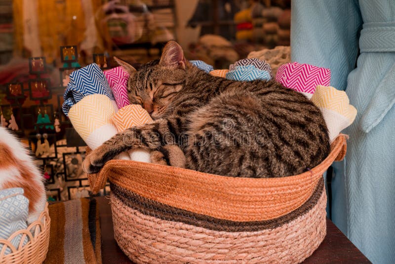 Turkish cat stock photo. Image of views, calm, tradition - 57563204