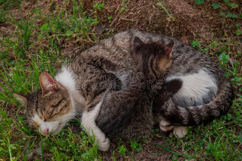 Turkish cat stock photo. Image of views, calm, tradition - 57563204