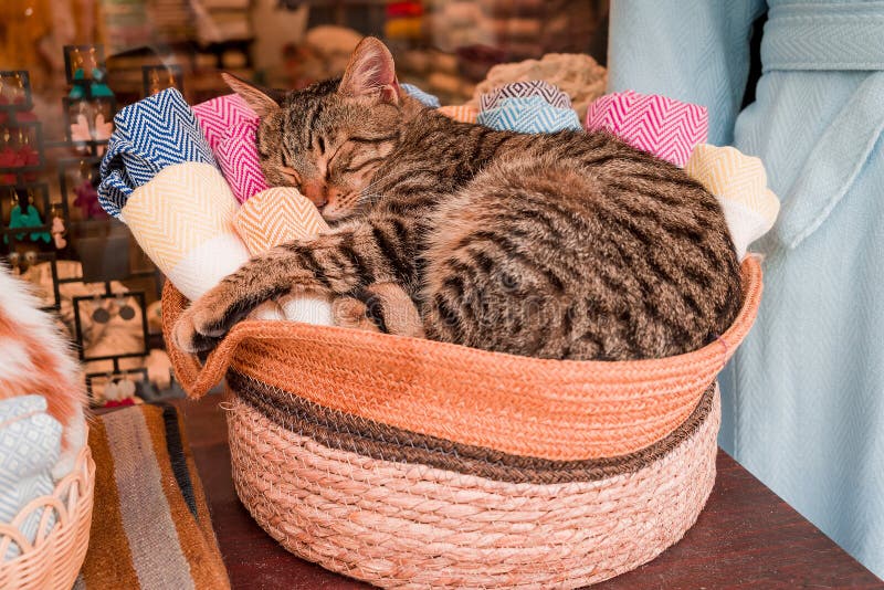 Turkish cat stock photo. Image of views, calm, tradition - 57563204