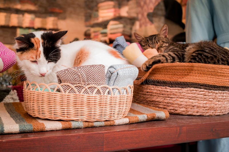 Turkish cat stock photo. Image of views, calm, tradition - 57563204