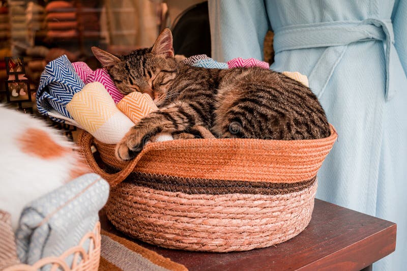 Turkish cat stock photo. Image of views, calm, tradition - 57563204