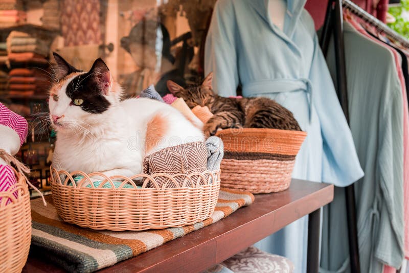 Turkish cat stock photo. Image of views, calm, tradition - 57563204