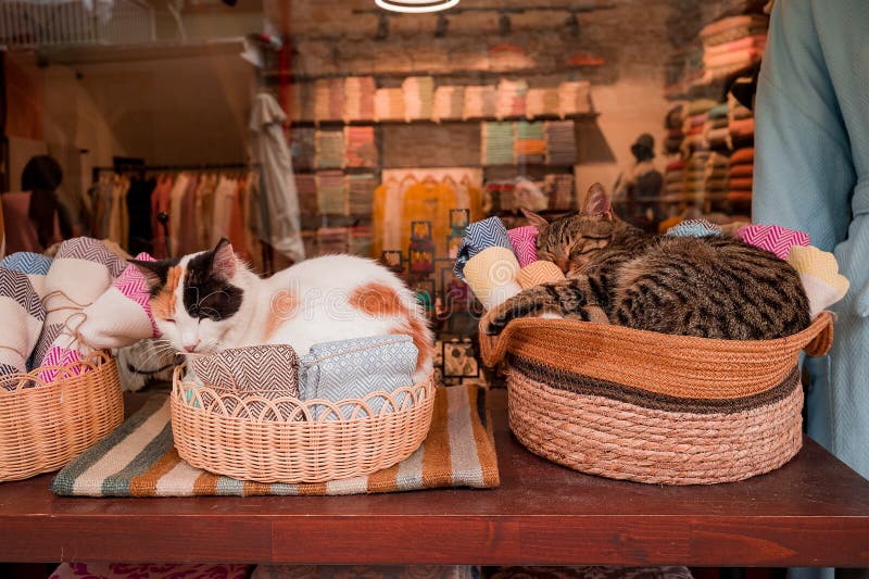 Turkish cat stock photo. Image of views, calm, tradition - 57563204