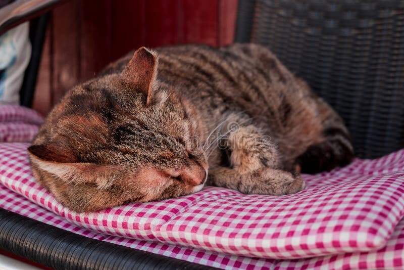 Turkish cat stock photo. Image of views, calm, tradition - 57563204