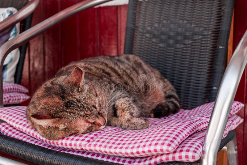 Turkish Cat Sitting in the Shop in Turkey Stock Photo - Image of nature ...