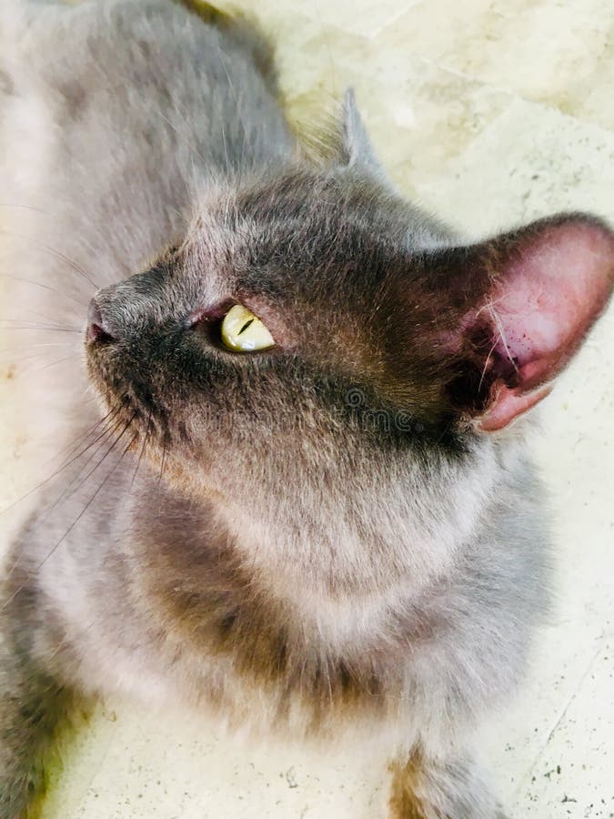 Turkish cat stock photo. Image of views, calm, tradition - 57563204