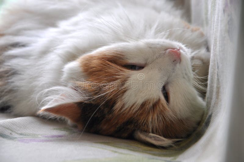 Turkish cat stock photo. Image of views, calm, tradition - 57563204