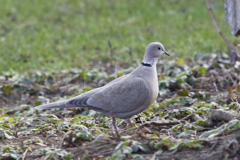 A Turkish Dove Seeks Lining in the Grass Stock Image - Image of ...