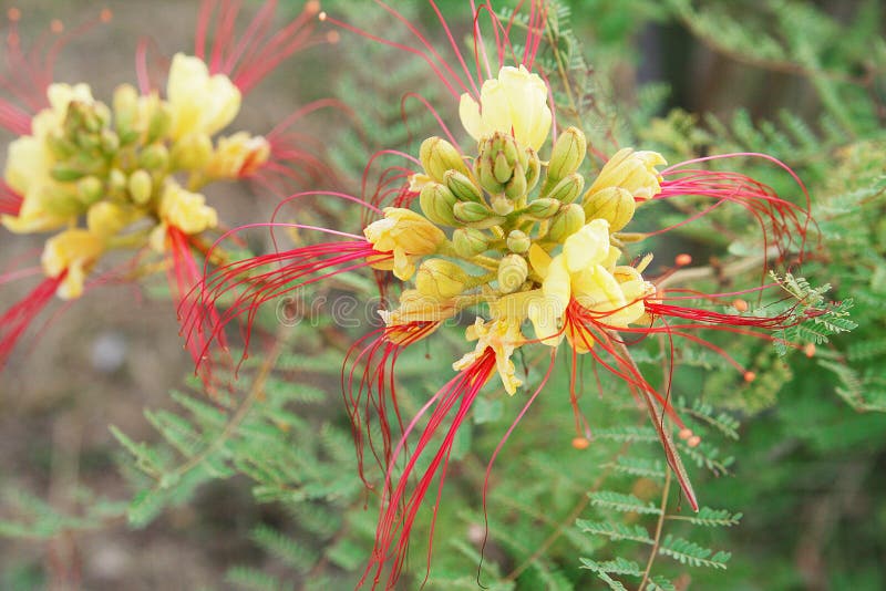 Turkish exotic flowers stock photo. Image of turkish - 32266324