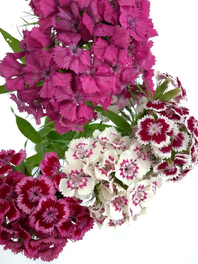 Turkish Flower Carnation on a White Background Stock Image - Image of ...