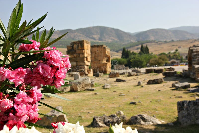 The turkish flowers stock photo. Image of turkish, summertime - 64490636