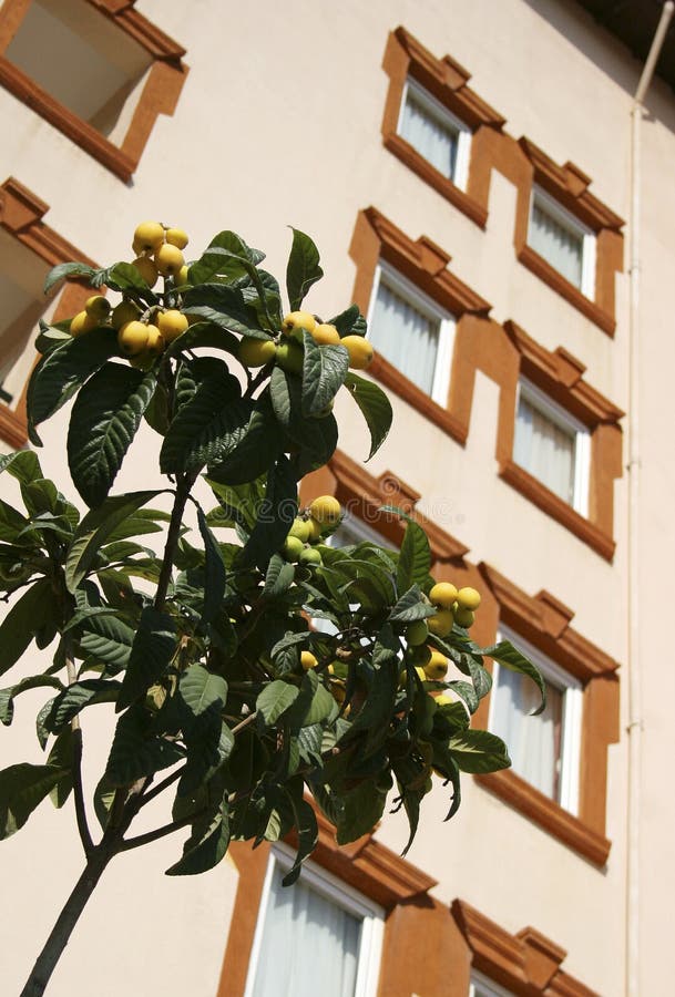 Turkish fruits stock photo. Image of vertical, mediterranean - 10142070