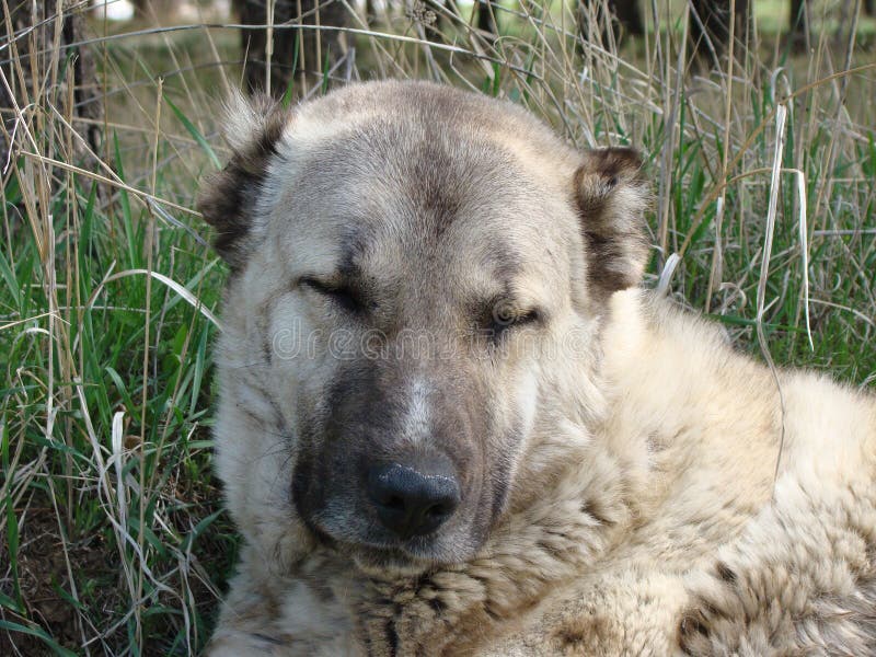 Turkish Kangal Dog in the Woods | Kangal Shepherd Dog Stock Photo ...
