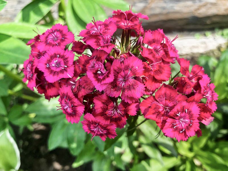 Pink carnation stock photo. Image of petal, tree, lilac - 226472958